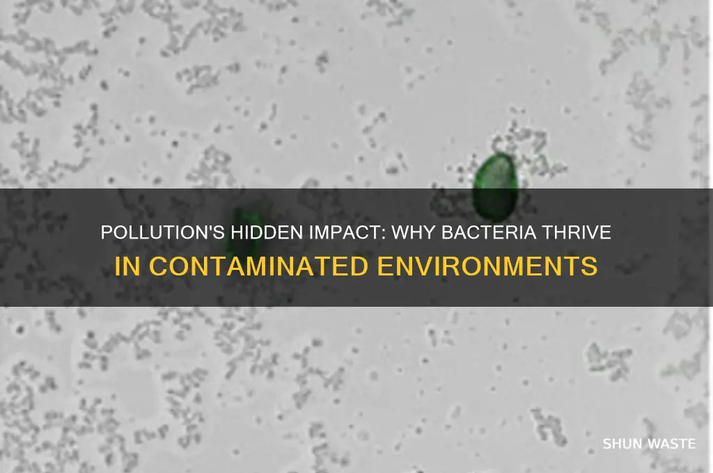 Pollution's Hidden Impact: Why Bacteria Thrive In Contaminated ...