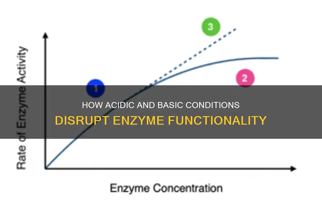 How Acidic And Basic Conditions Disrupt Enzyme Functionality | ShunWaste