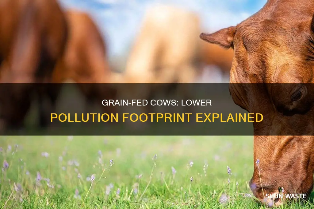 Grain-Fed Cows: Lower Pollution Footprint Explained | ShunWaste