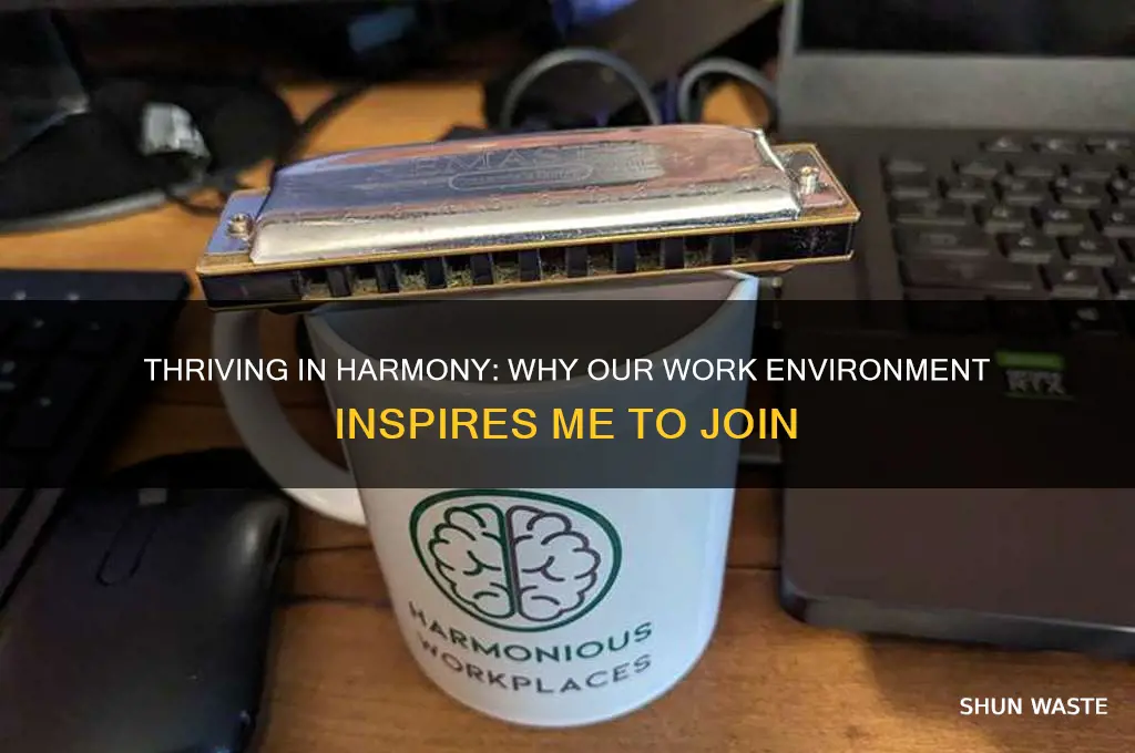 Thriving In Harmony: Why Our Work Environment Inspires Me To Join ...