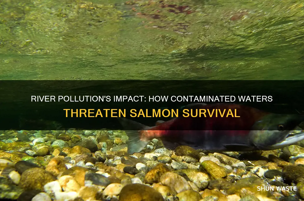 River Pollution's Impact: How Contaminated Waters Threaten Salmon ...
