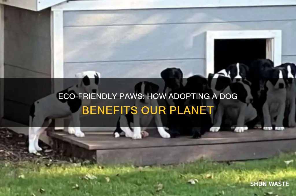 Eco-Friendly Paws: How Adopting A Dog Benefits Our Planet | ShunWaste