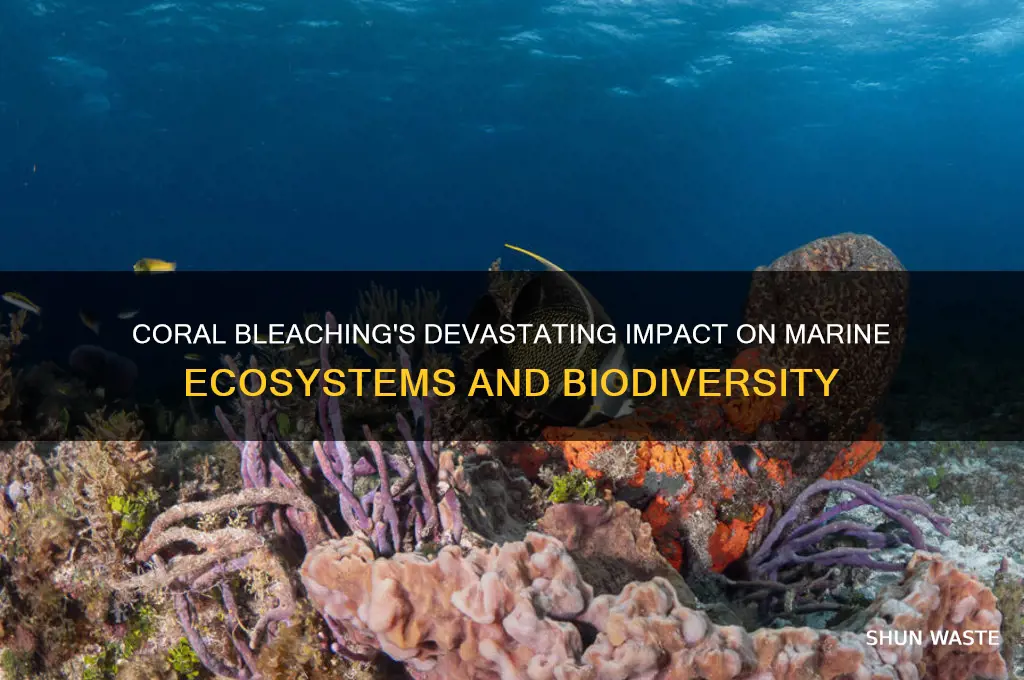 Coral Bleaching's Devastating Impact On Marine Ecosystems And ...