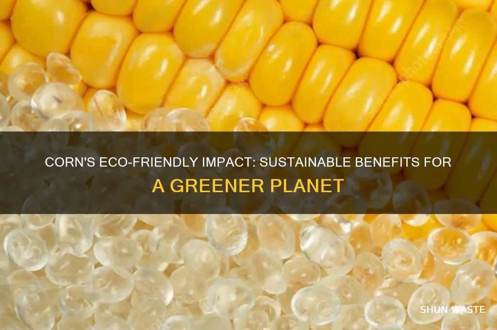Corn's Eco-Friendly Impact: Sustainable Benefits For A Greener Planet ...