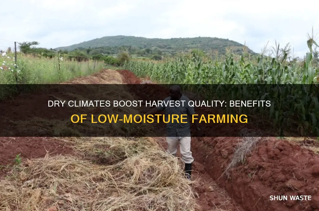 Dry Climates Boost Harvest Quality: Benefits Of Low-Moisture Farming ...