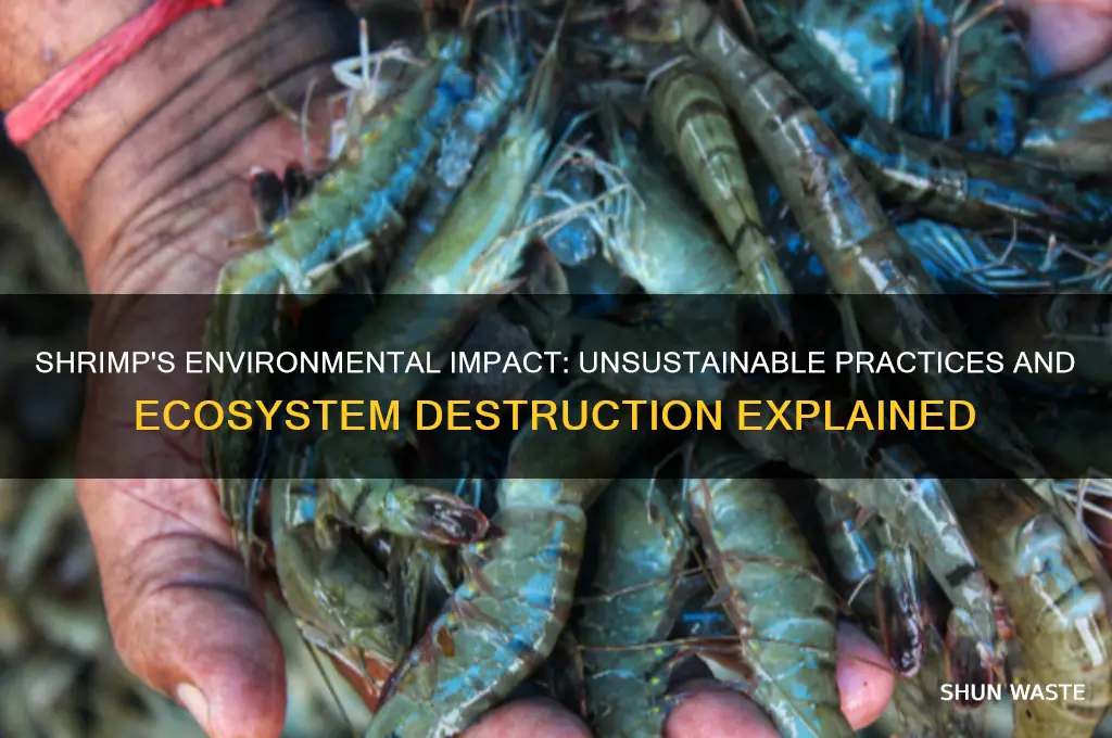 Shrimp's Environmental Impact: Unsustainable Practices And Ecosystem ...