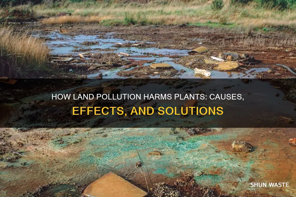 How Land Pollution Harms Plants: Causes, Effects, And Solutions | ShunWaste