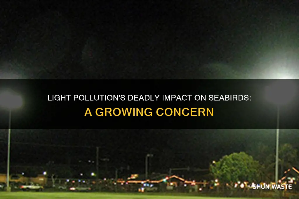 Light Pollution's Deadly Impact On Seabirds: A Growing Concern | ShunWaste