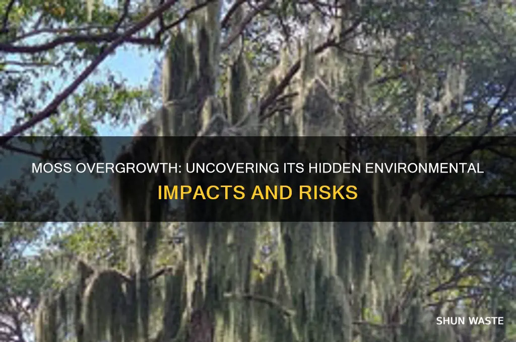 Moss Overgrowth: Uncovering Its Hidden Environmental Impacts And Risks ...