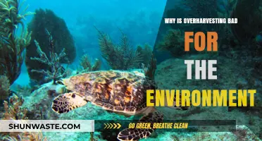 Overconsumption's Environmental Impact: How Excess Harms Our Planet's ...