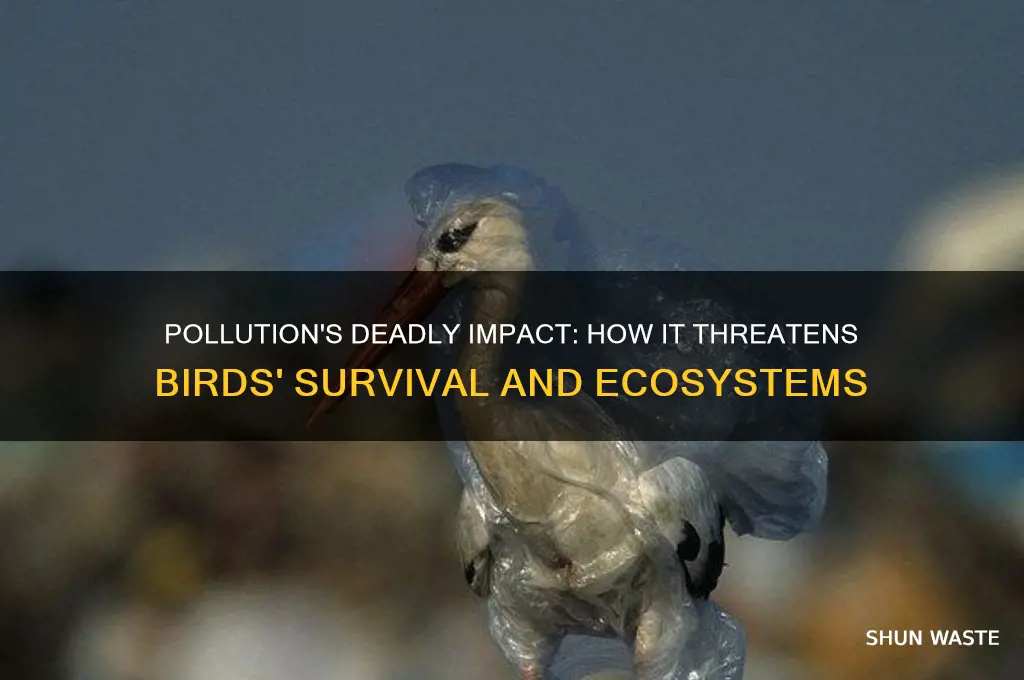 Pollution's Deadly Impact: How It Threatens Birds' Survival And ...