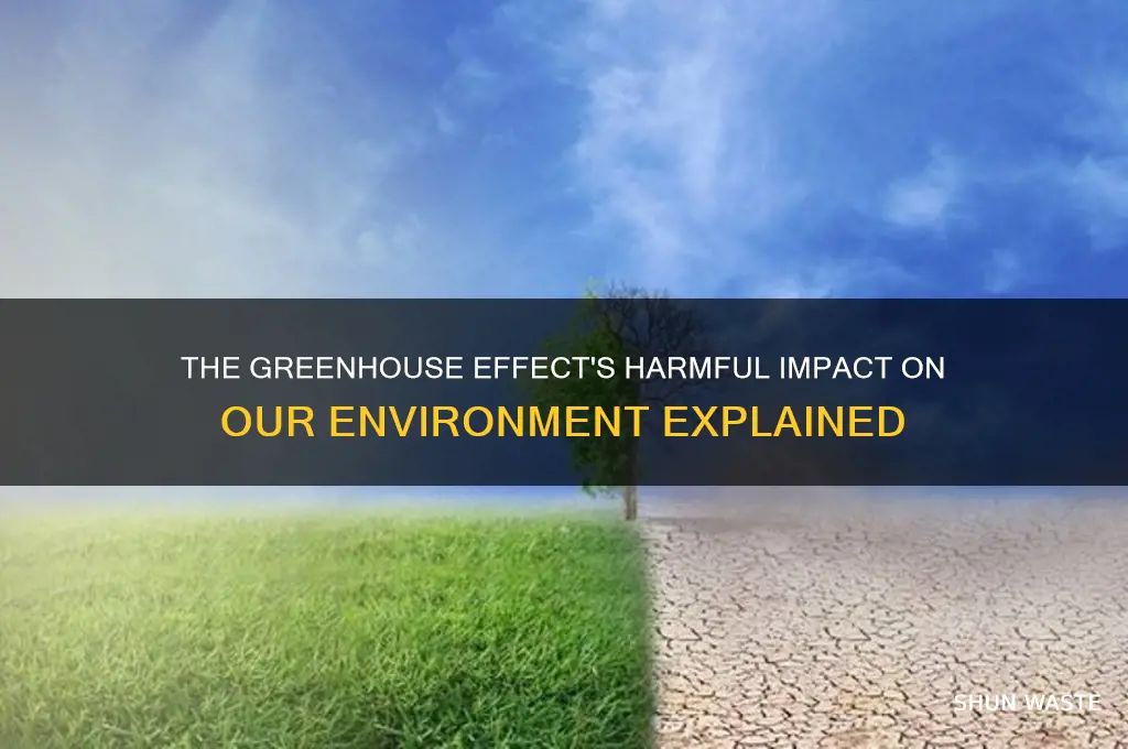 The Greenhouse Effect's Harmful Impact On Our Environment Explained ...