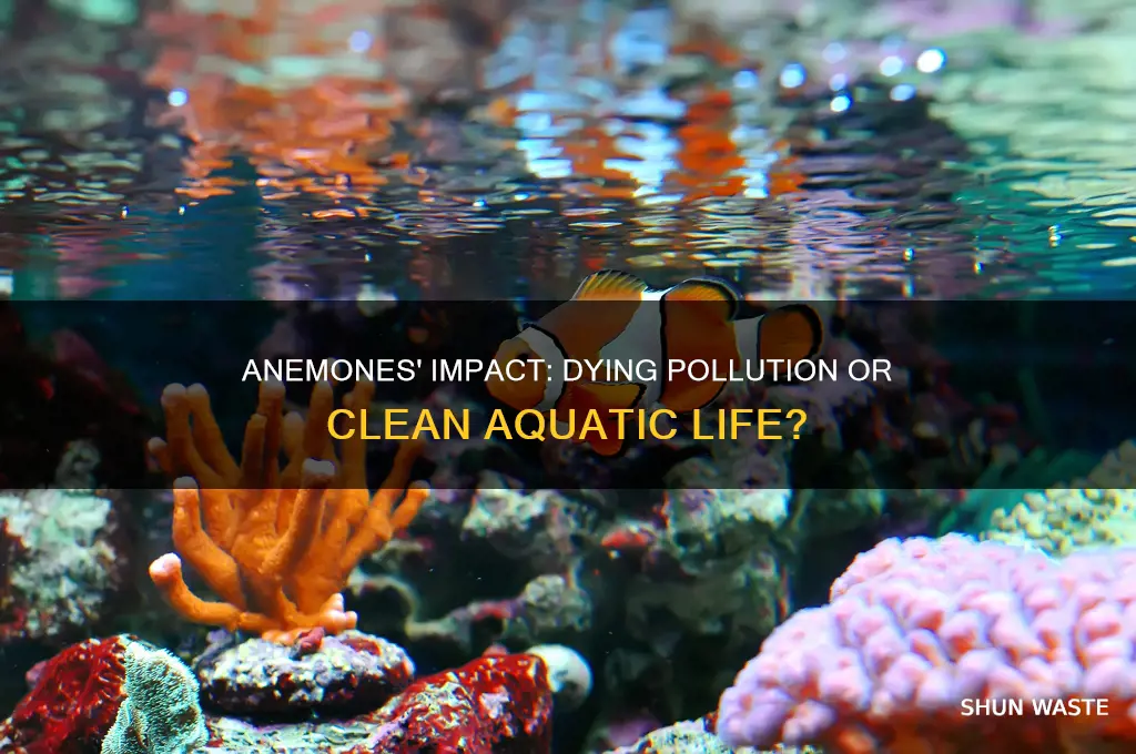 Anemones' Impact: Dying Pollution Or Clean Aquatic Life? | ShunWaste