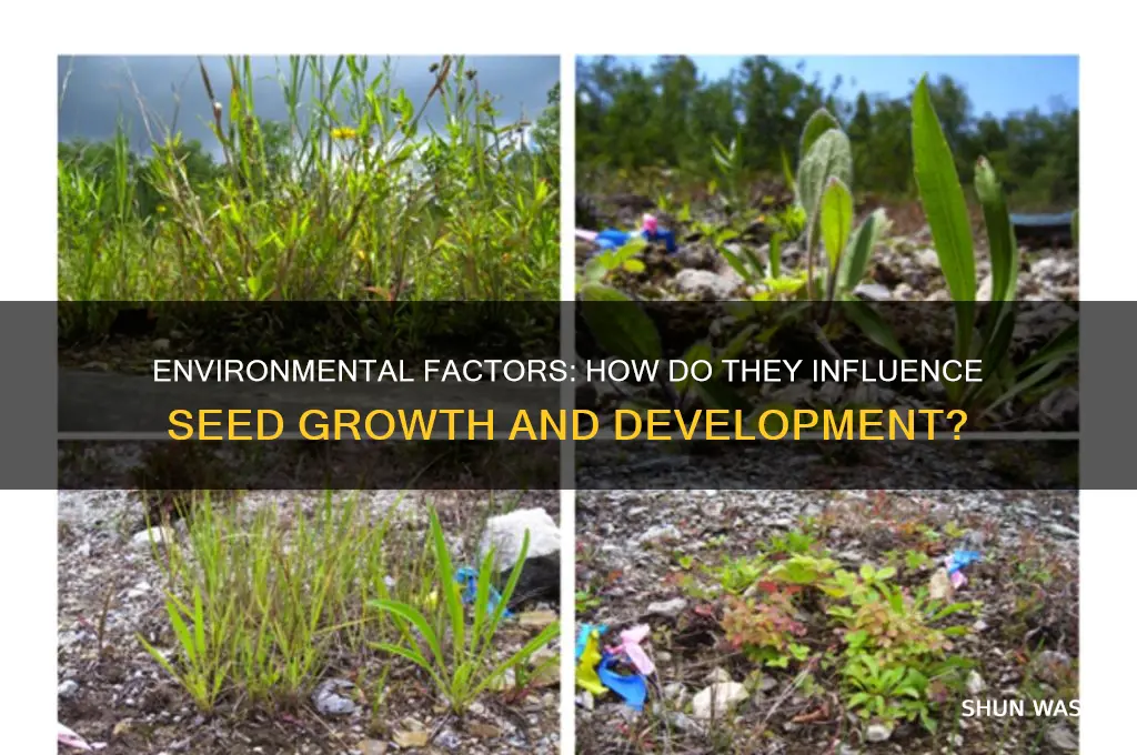 Environmental Factors: How Do They Influence Seed Growth And ...
